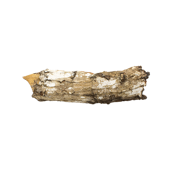 Mahogany Bark - Nature Squared