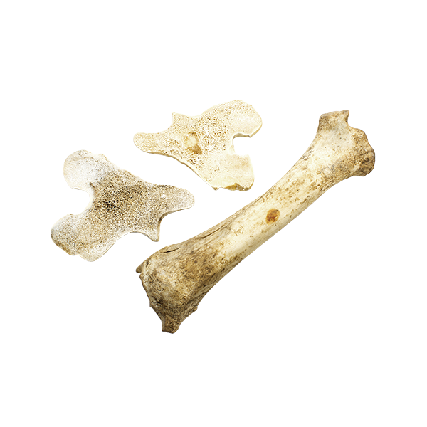 Cow Bone - Nature Squared
