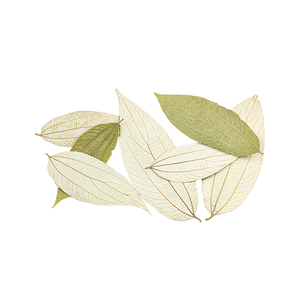 Alagasi Leaves - Nature Squared