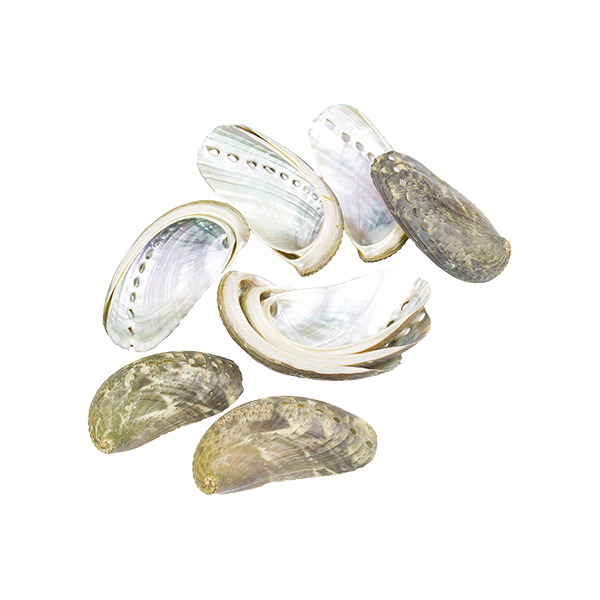 Jade Abalone Shell - Nature Squared