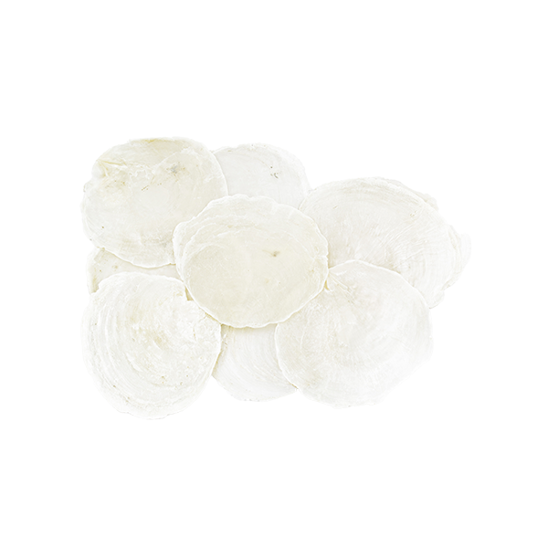 Capiz Shell - Nature Squared