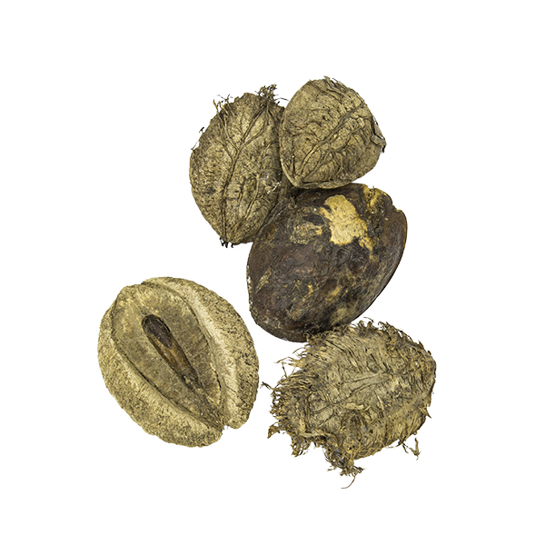 Indian Almond Shell - Nature Squared