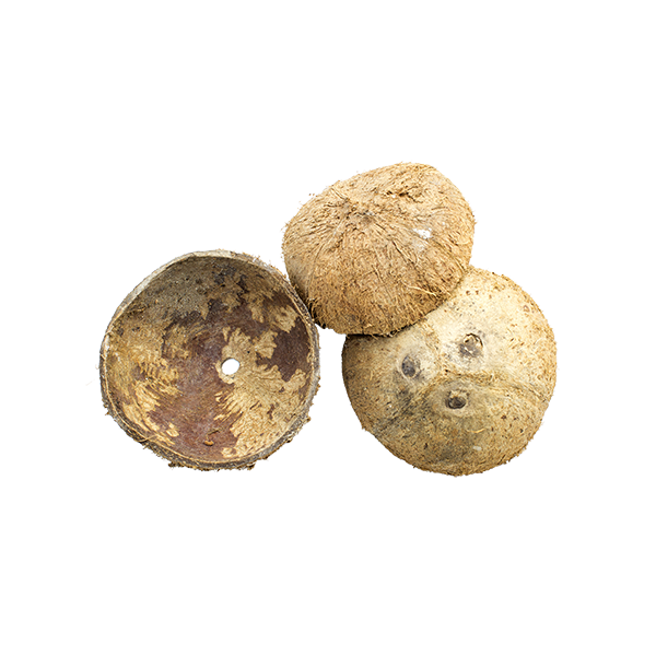 Coco Shell - Nature Squared