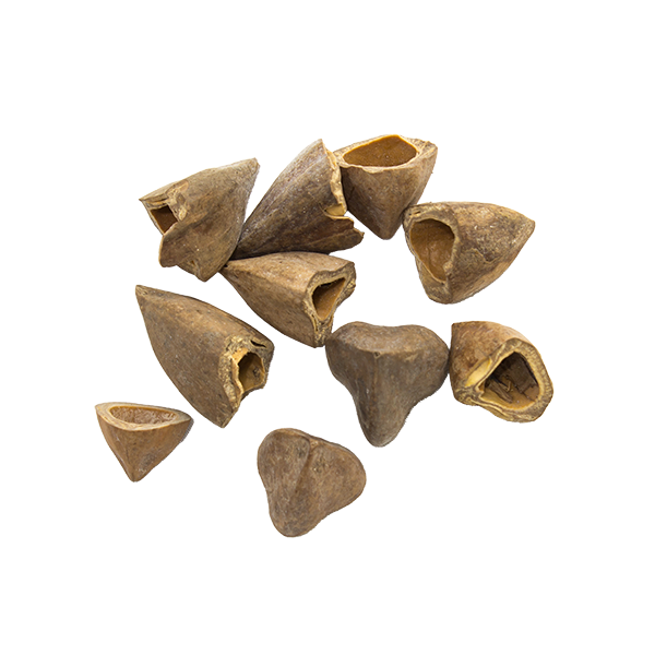 Pili Nut Shell - Nature Squared