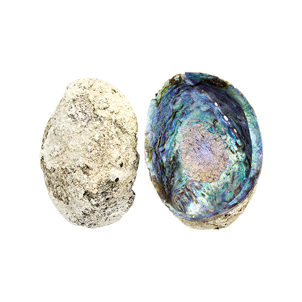 Paua Shell - Nature Squared