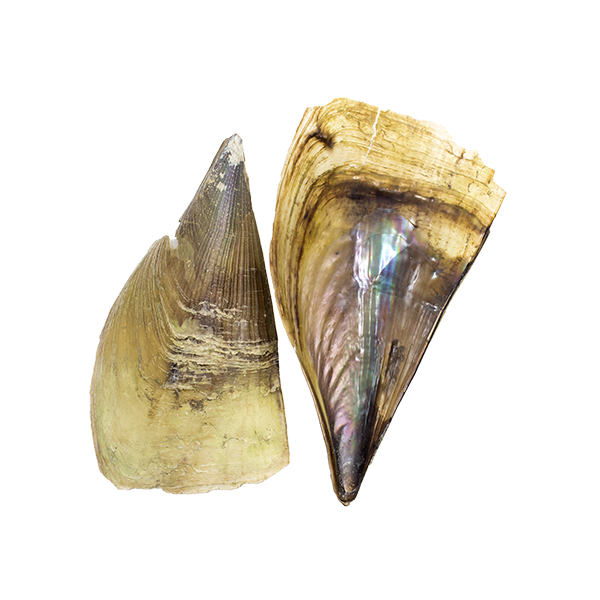 Hatchet Shell - Nature Squared