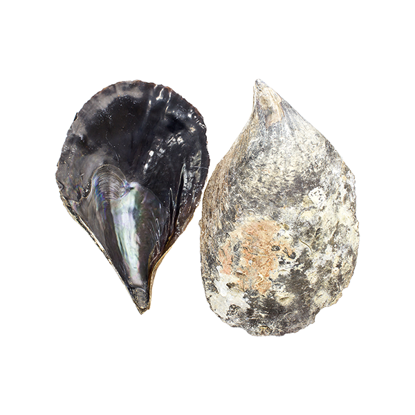 Dark Pen Shell - Nature Squared