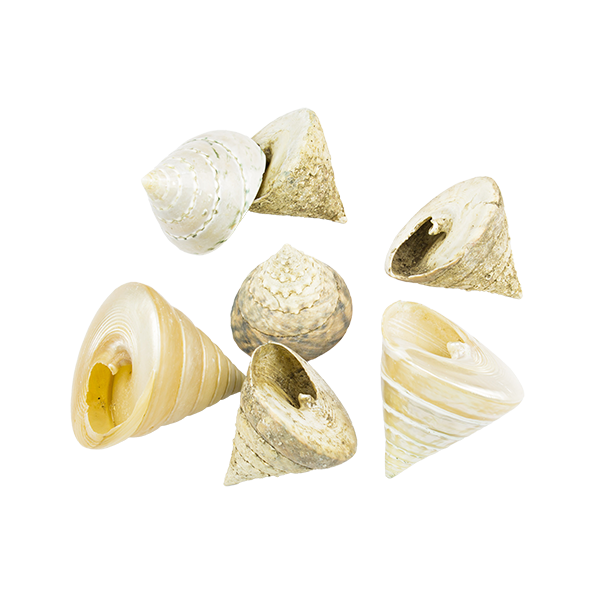 Troca Shell - Nature Squared