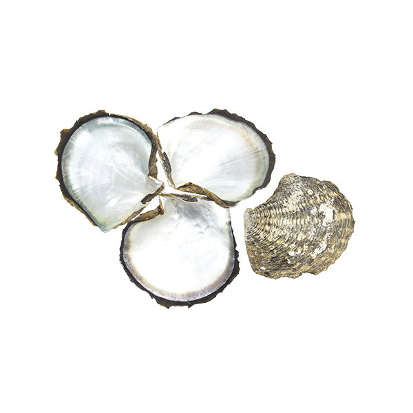 Black Lip Shell - Nature Squared