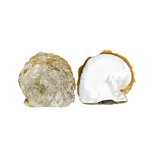 Mother of Pearl Shell - Nature Squared