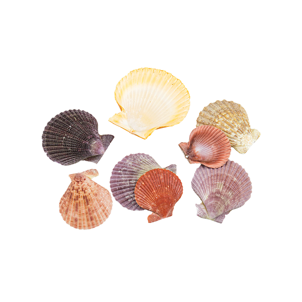 Scallop Shell - Nature Squared
