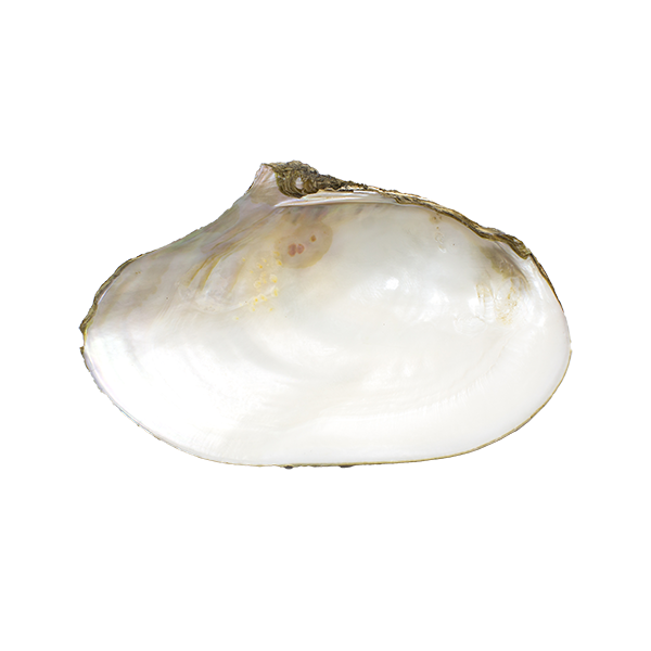 Pearl Shell - Nature Squared