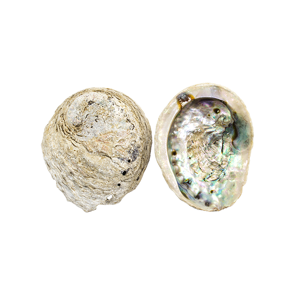 Rainbow Abalone Shell - Nature Squared