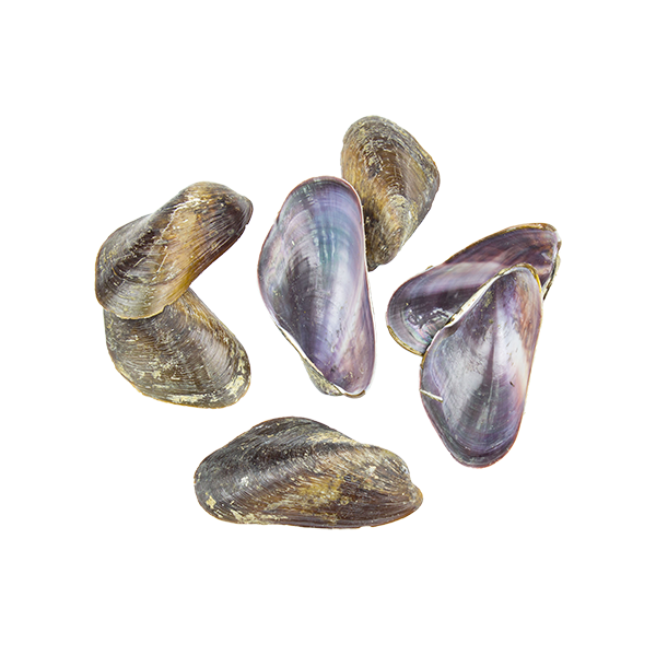 Violet Oyster Shell - Nature Squared