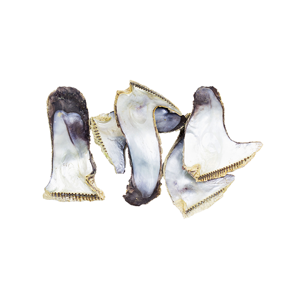 Hammer Shell - Nature Squared